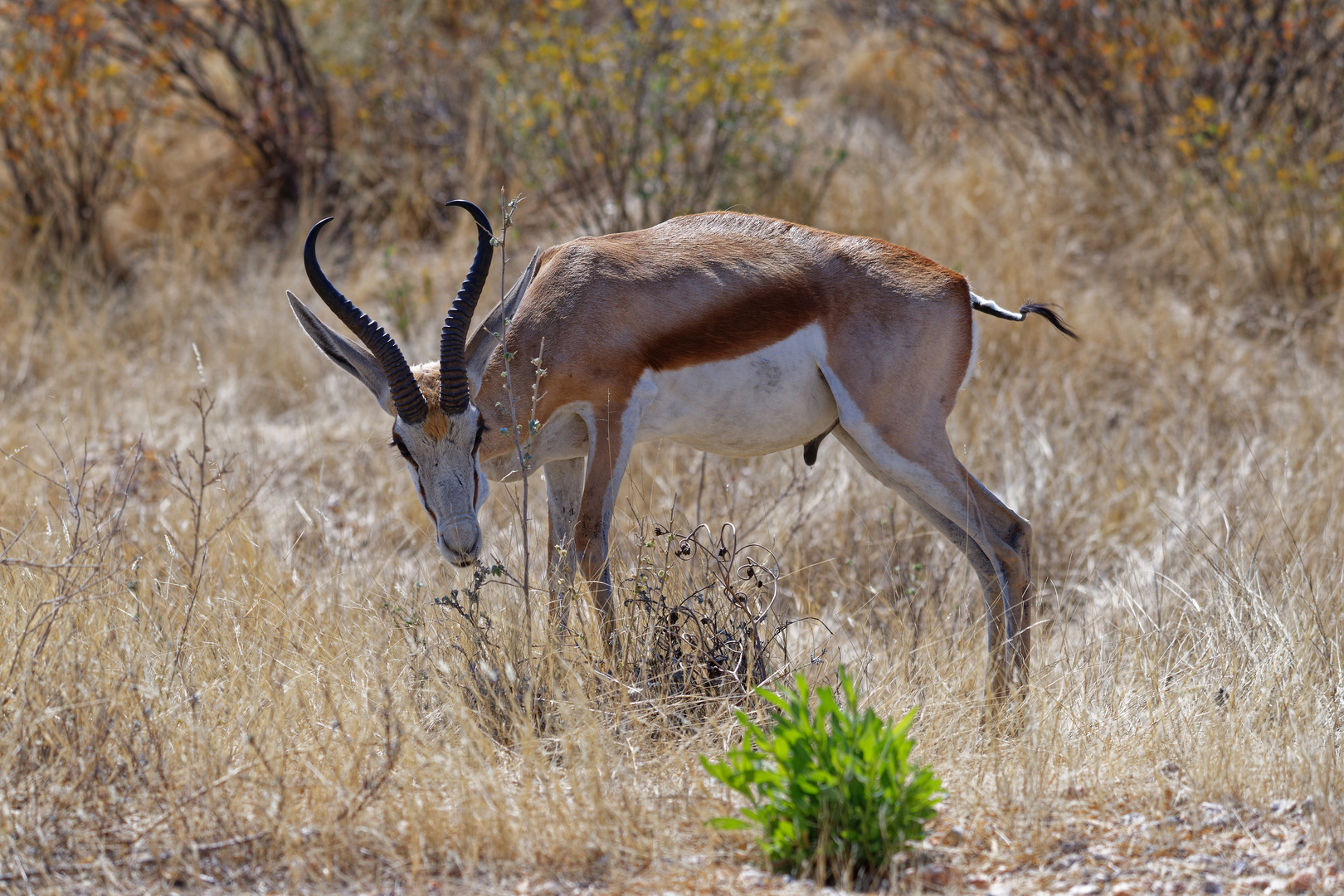 Springbock Foto & Bild | africa, southern africa, namibia Bilder auf ...