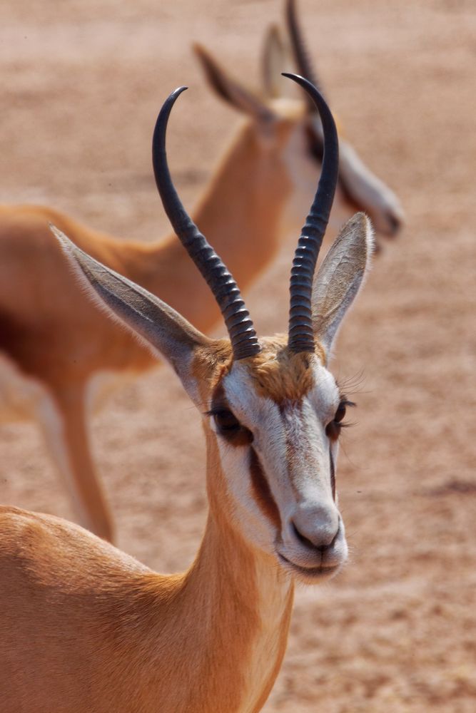 Springbock Foto & Bild | world, natur, south africa Bilder auf ...