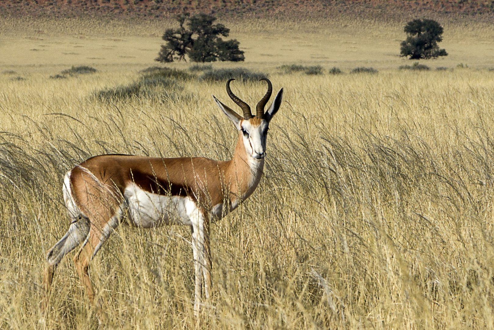 Springbock Foto & Bild | africa, southern africa, namibia Bilder auf ...