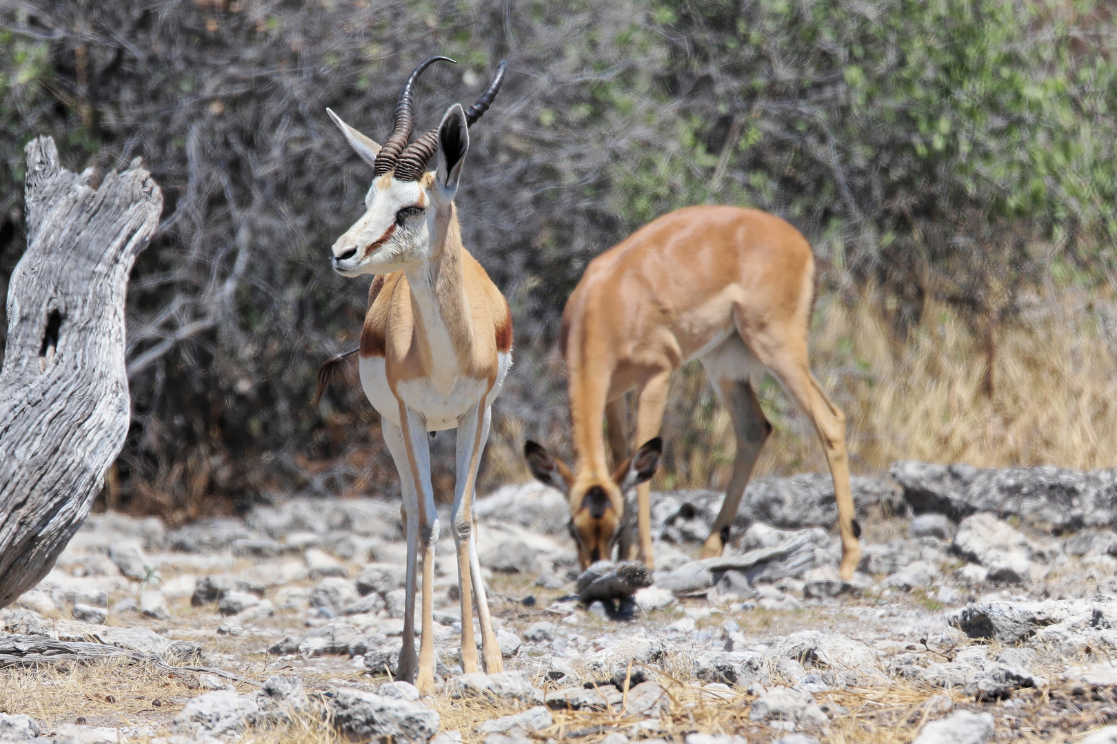 Springbock Foto & Bild | africa, southern africa, namibia Bilder auf ...