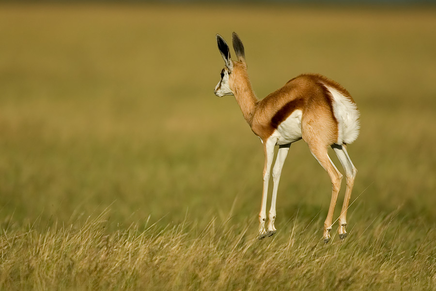 Springbock Foto & Bild | tiere, wildlife, säugetiere Bilder auf ...