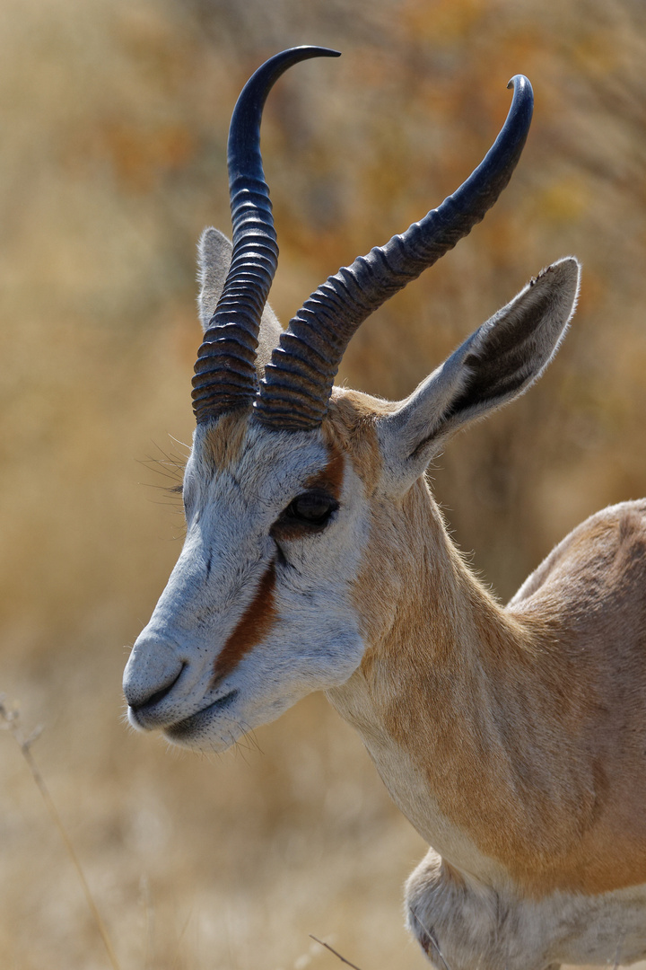 Springbock Foto & Bild | africa, southern africa, namibia Bilder auf ...