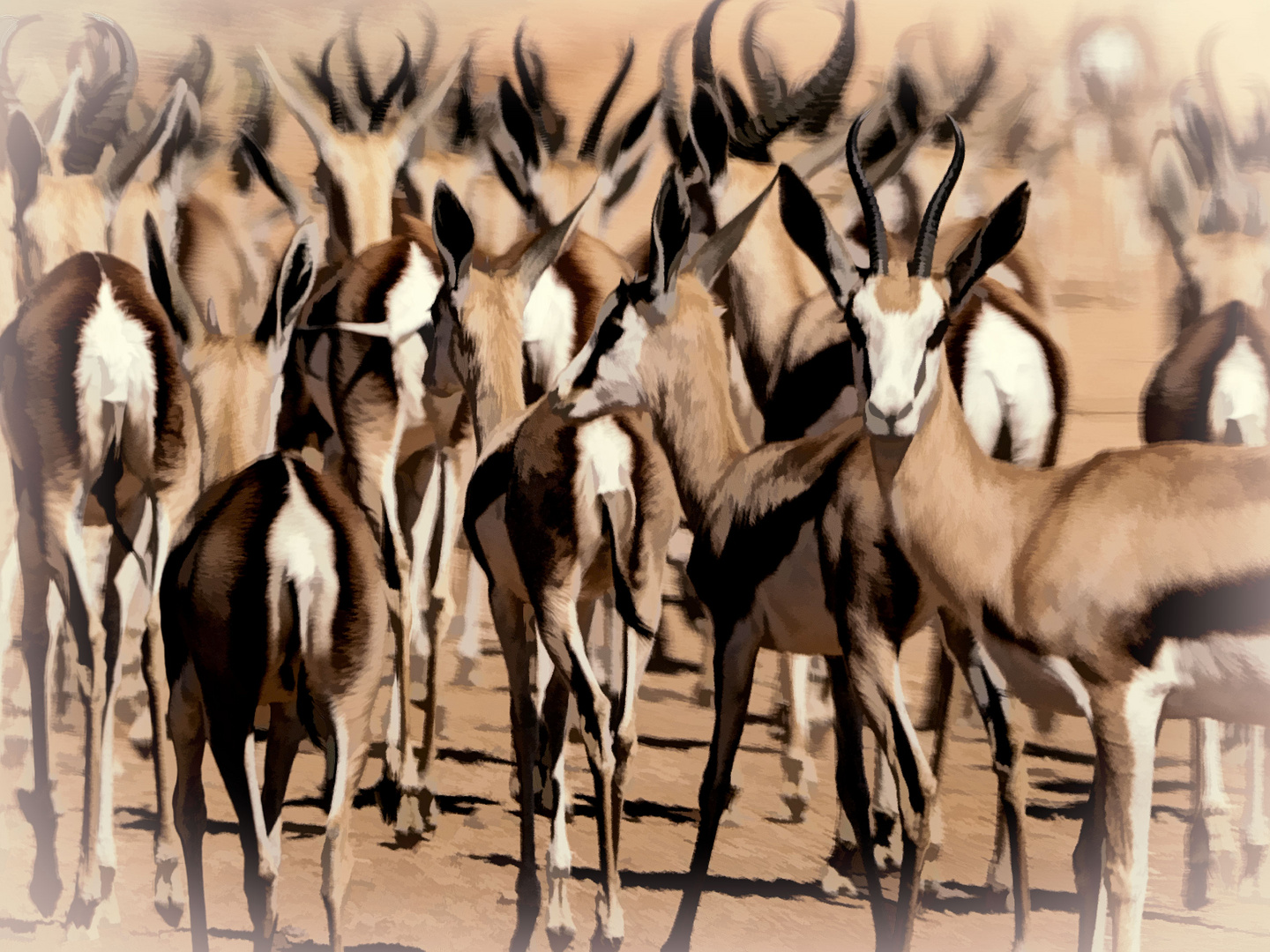 Springbock Foto & Bild | tiere, wildlife, säugetiere Bilder auf ...