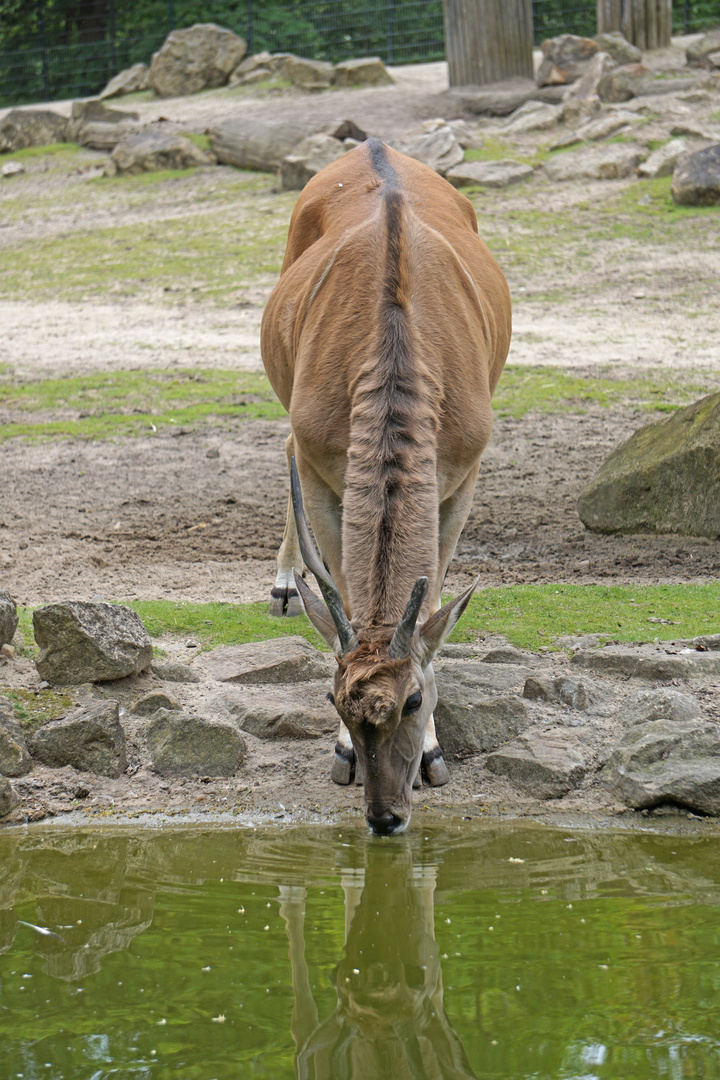 Springbock. Foto & Bild | münster, zoo, afrika Bilder auf fotocommunity