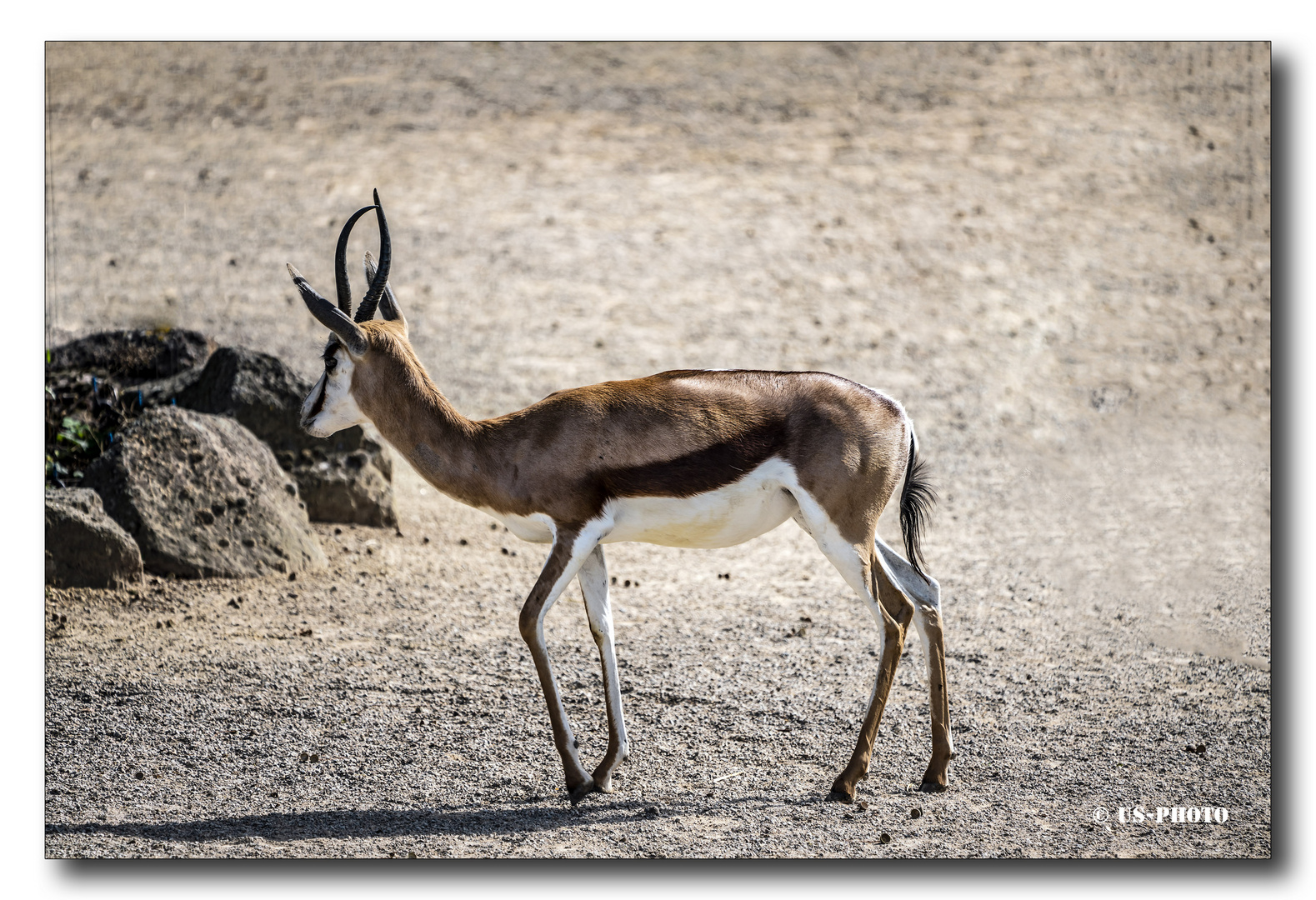 Springbock Foto & Bild | tiere, zoo, wildpark & falknerei, zoo hannover ...