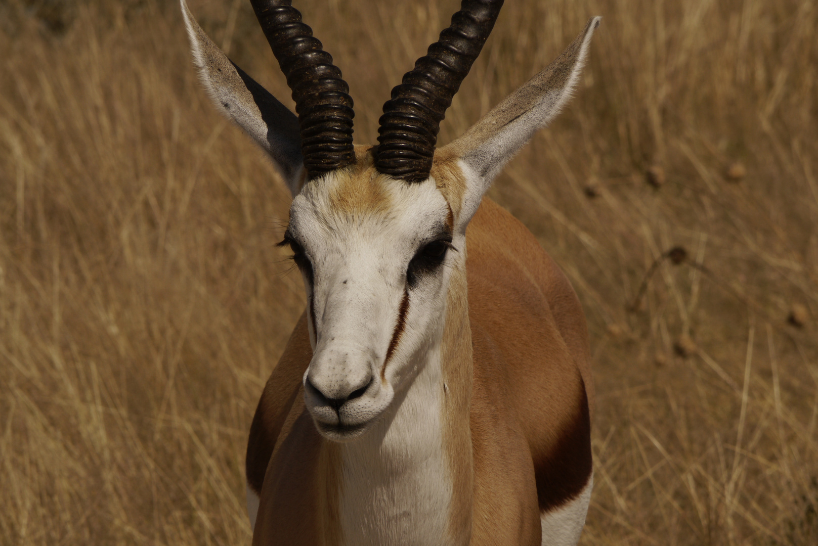 Springbock Foto & Bild | tiere, natur Bilder auf fotocommunity