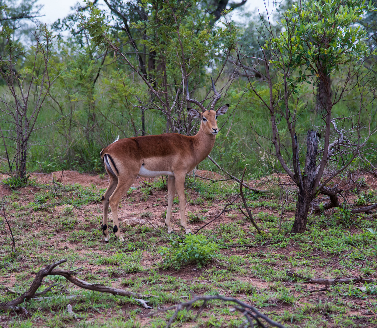Springbock Foto & Bild | fotos, natur, tiere Bilder auf fotocommunity