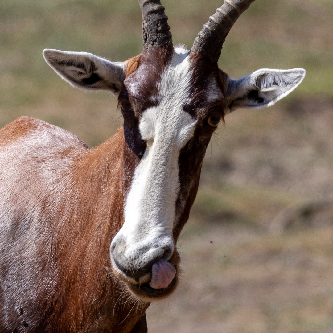 Springbock ? Foto & Bild | tiere, zoo, wildpark & falknerei, zoo Bilder ...