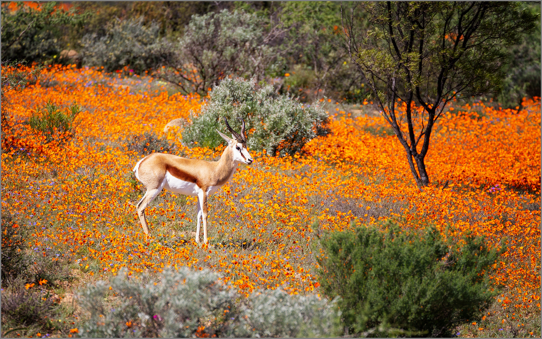 Springbock im Namaqualand Foto & Bild | africa, southern africa, south ...