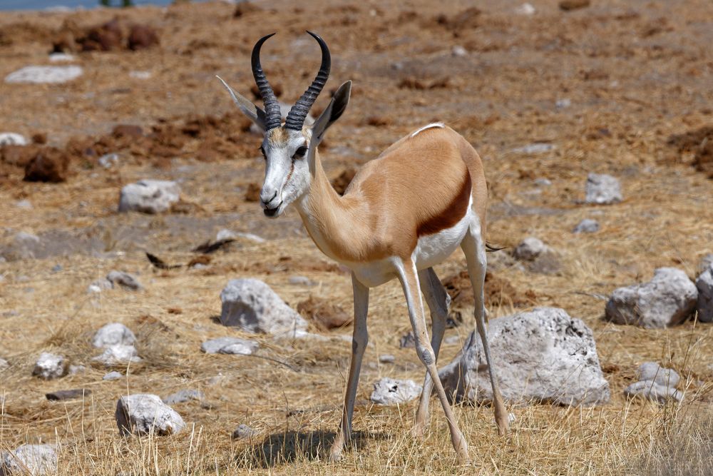 Springbock_1 Foto & Bild | africa, southern africa, namibia Bilder auf ...