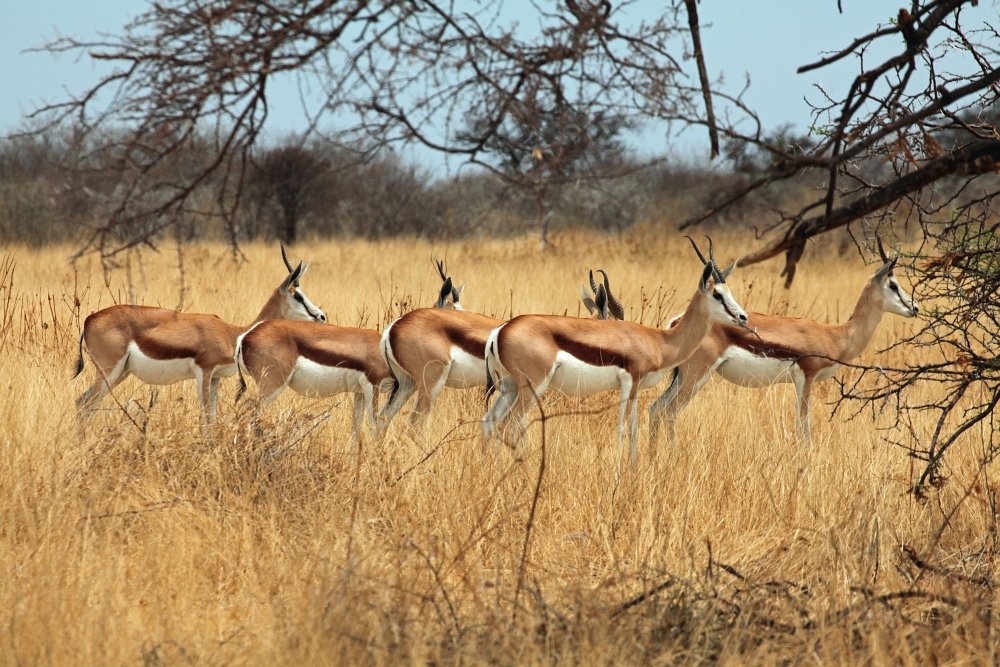 Springböcke Foto & Bild | tiere, wildlife, säugetiere Bilder auf ...