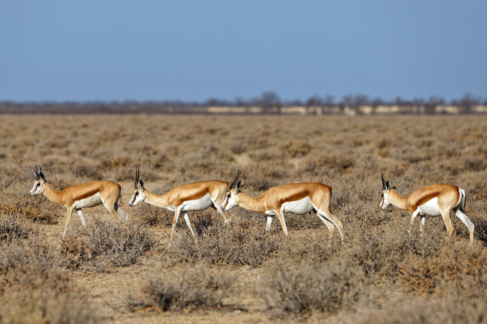 Springböcke Foto & Bild | africa, southern africa, namibia Bilder auf ...