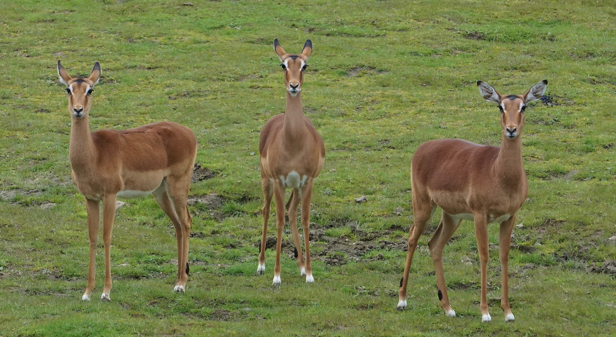 Springböcke Foto & Bild | fun, zoom, zoo Bilder auf fotocommunity
