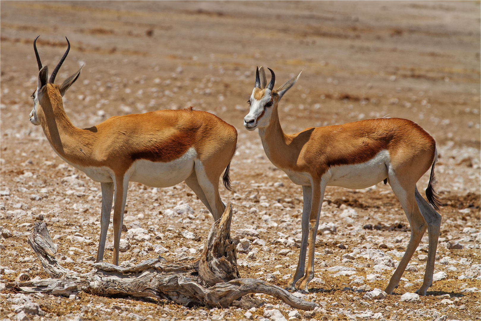 Springböcke Foto & Bild | tiere, wildlife, säugetiere Bilder auf ...