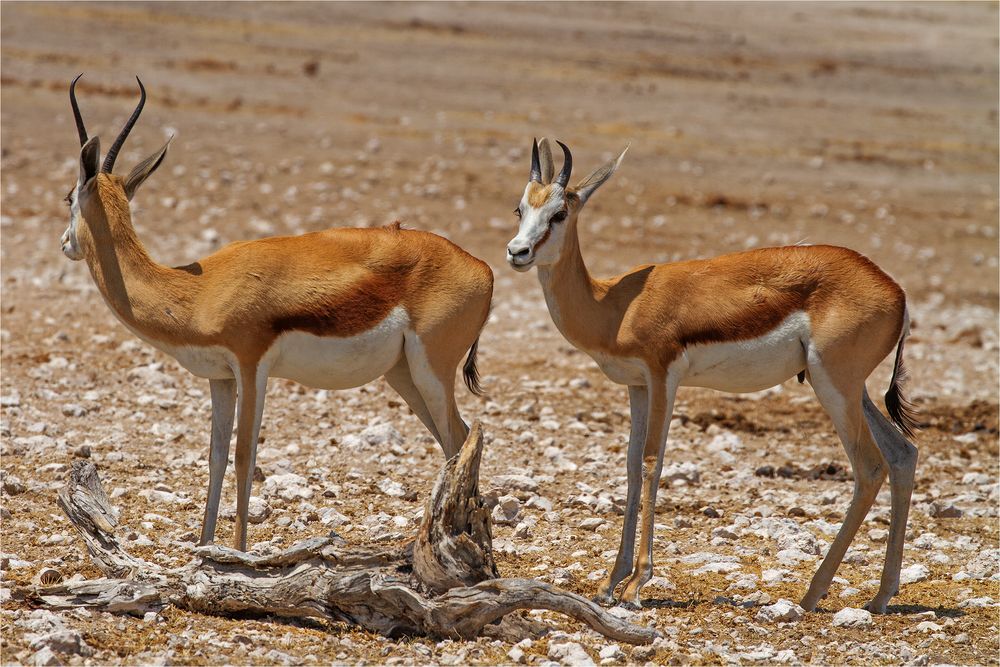 Springböcke Foto & Bild | tiere, wildlife, säugetiere Bilder auf ...