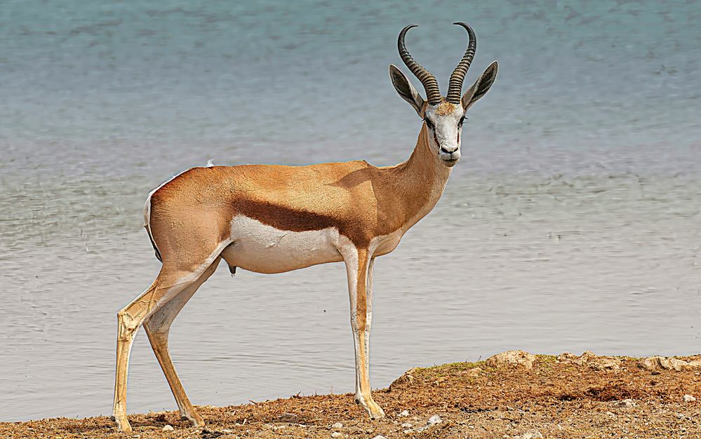 Springbok Foto & Bild | africa, southern africa, namibia Bilder auf ...