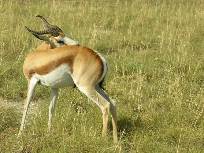 Springbok Foto & Bild | africa, southern africa, namibia Bilder auf ...