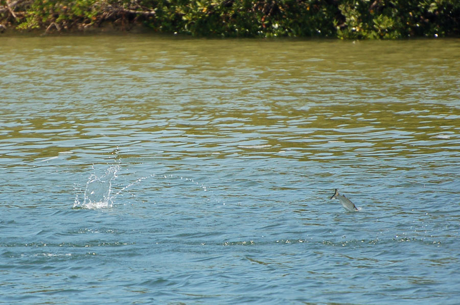Springende Fische bringen Gewitterfrische ... Foto & Bild | tiere ...