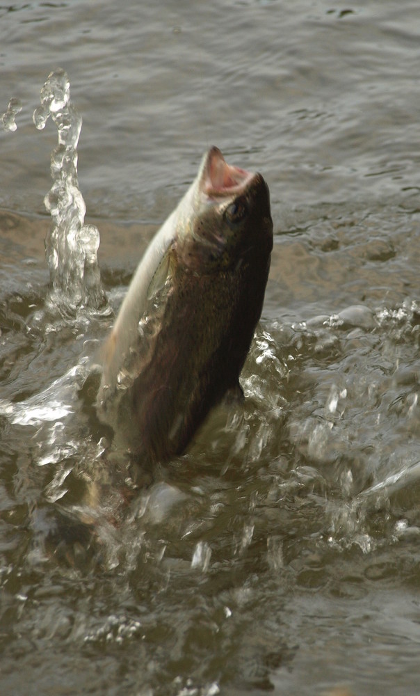 Springende Forelle Foto & Bild | tiere, wildlife, fische Bilder auf ...