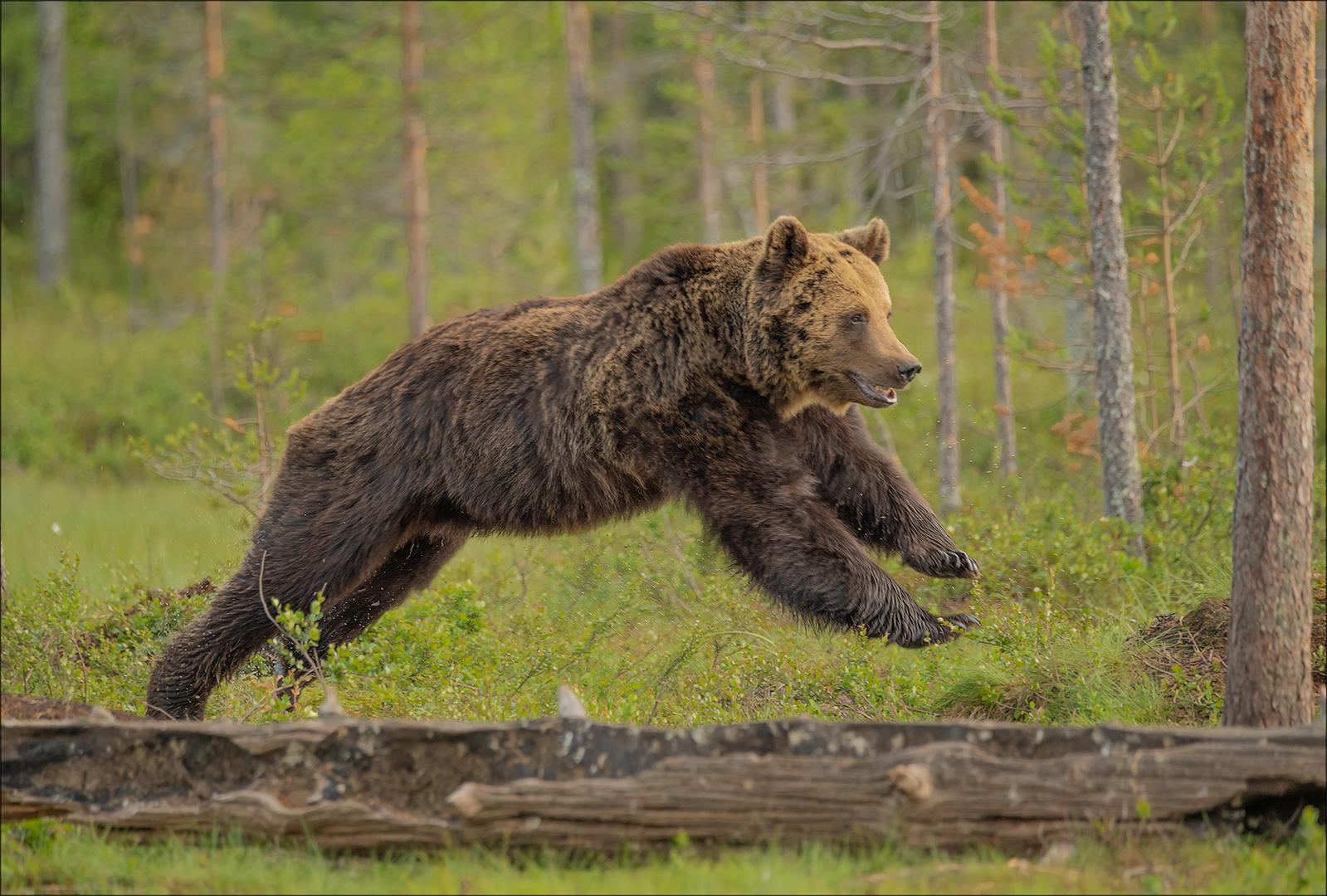 Springender Bär Foto & Bild | tiere, wildlife, säugetiere Bilder auf ...