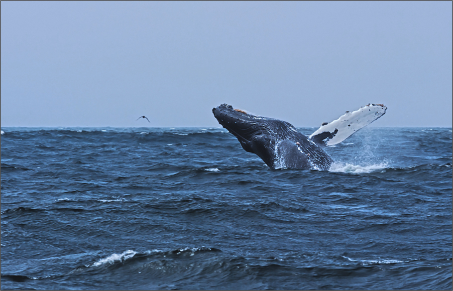 springender buckelwal Foto & Bild | tiere, wildlife, säugetiere Bilder ...