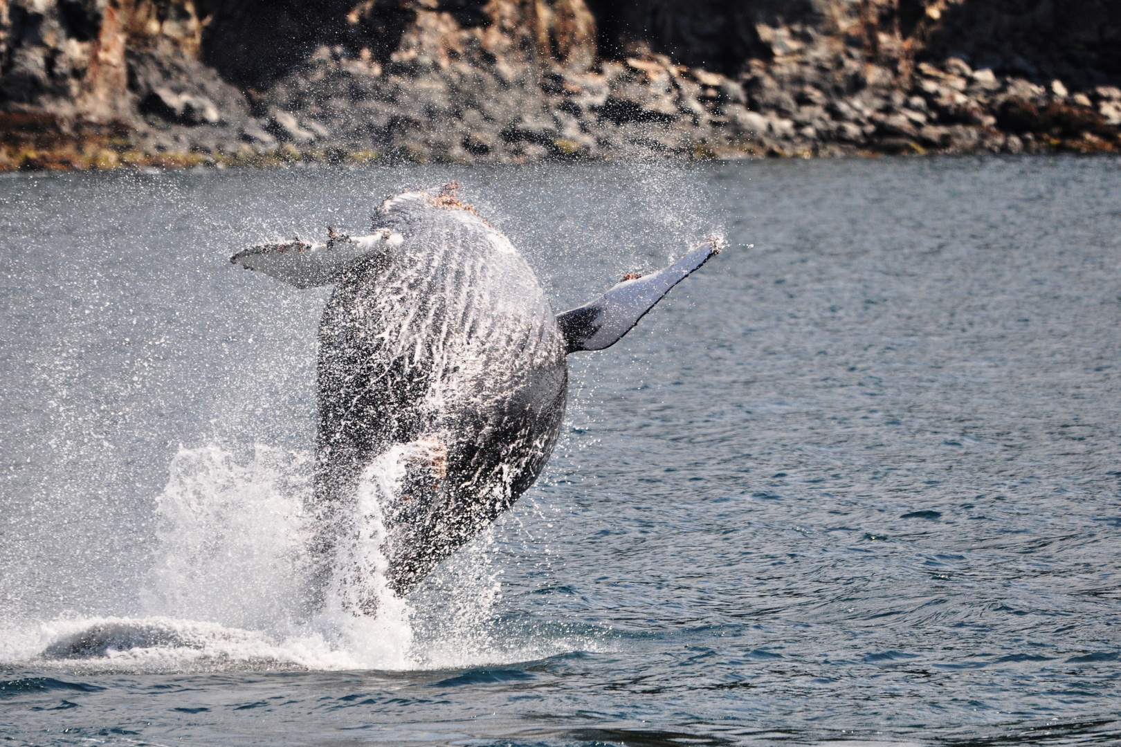 Springender Buckelwal Foto & Bild | north america, united states ...