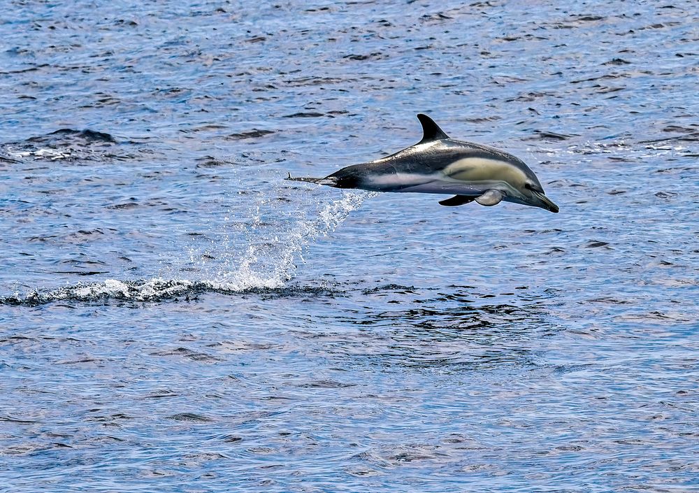 springender Delfin Foto & Bild | fotos, world, spezial Bilder auf ...