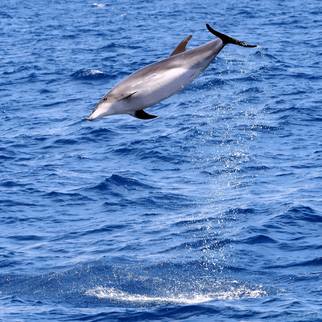 springender Delfin.. Foto & Bild | world, natur, tiere Bilder auf ...