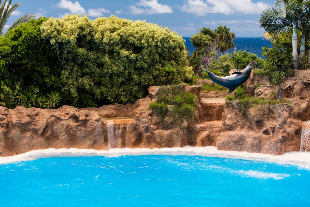 Springender Delphin - Bild & Foto von Weber Reinhard aus Natur ...