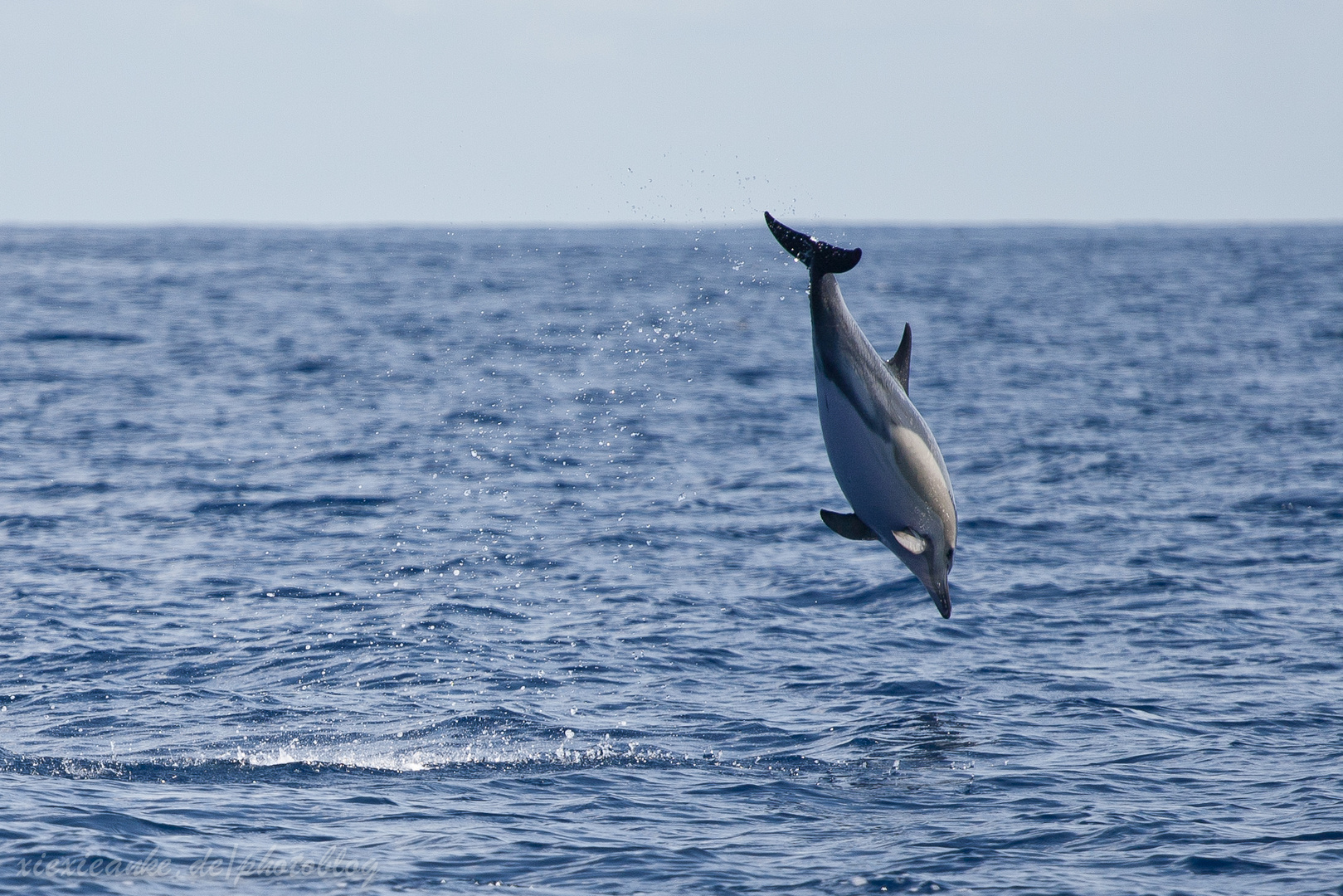 Springender Gemeiner Delphin Foto & Bild | tiere, wildlife, säugetiere ...