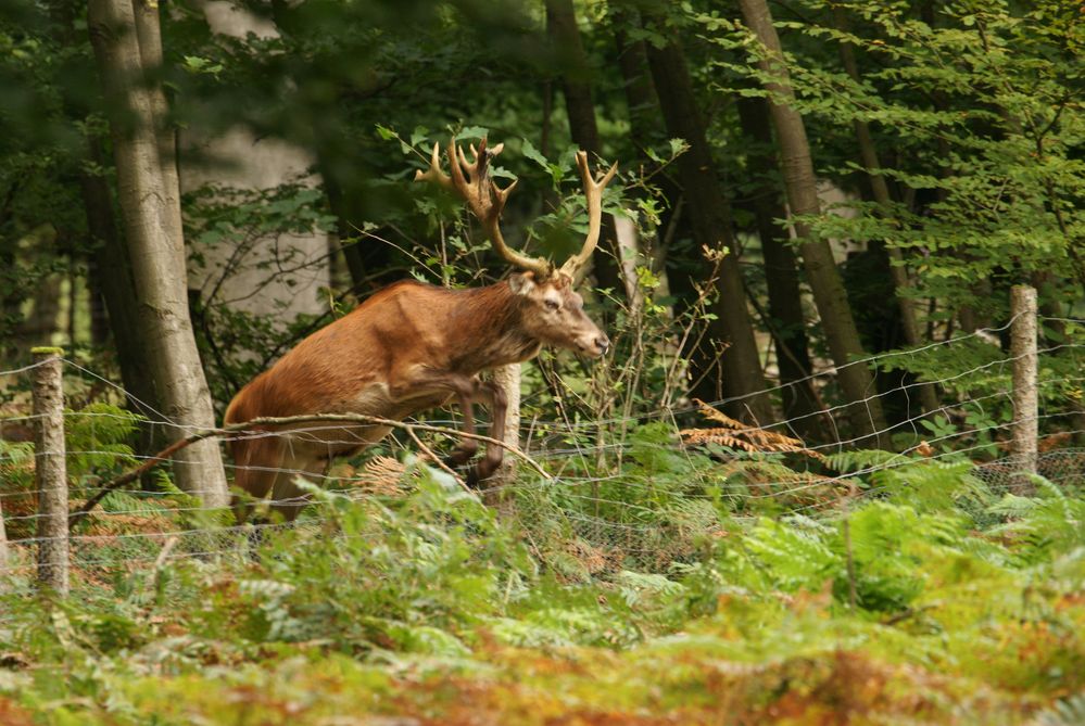 Springender Hirsch. Foto & Bild | tiere, zoo, wildpark & falknerei ...