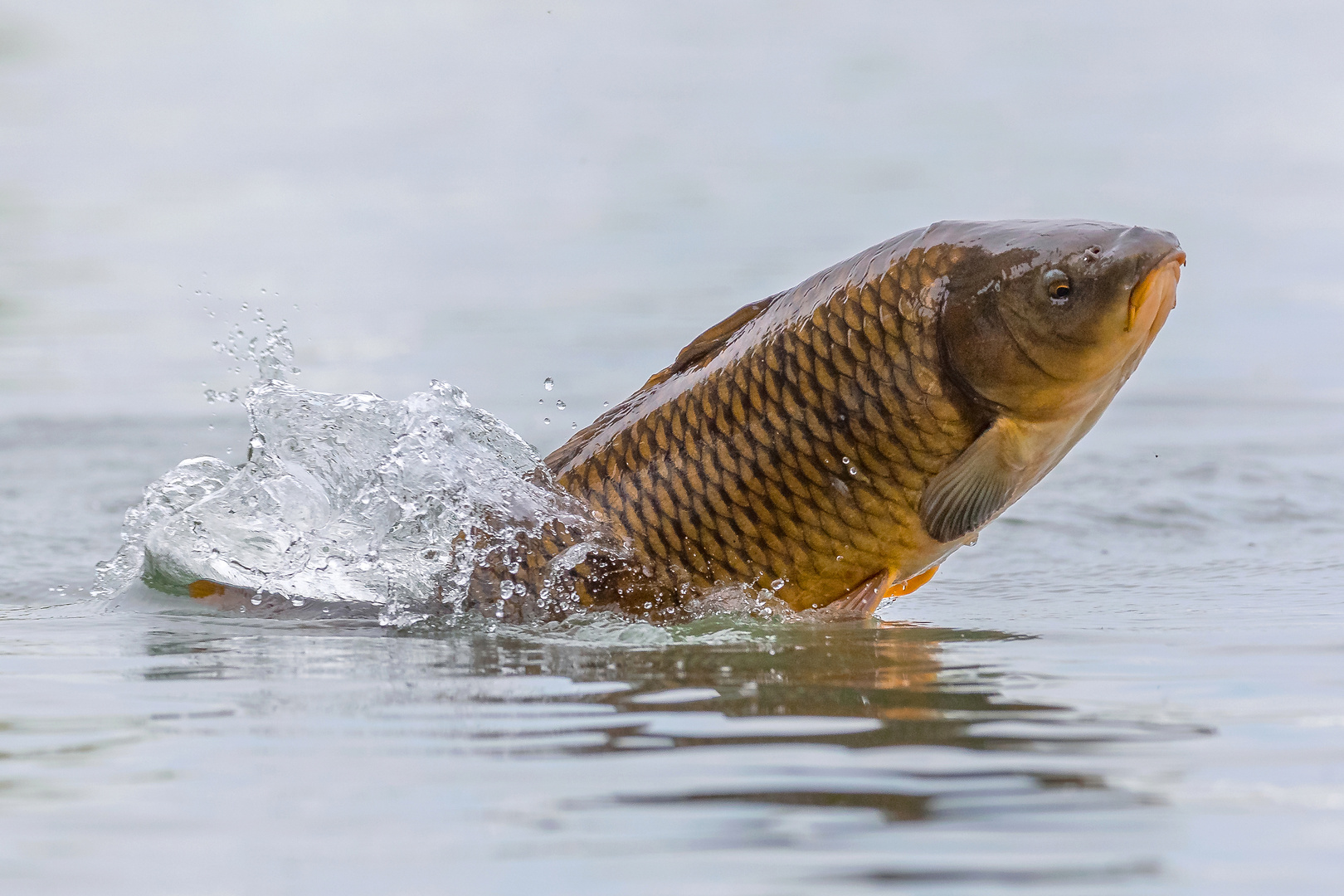Springender Karpfen 1 Foto & Bild | wasser, natur, see Bilder auf ...