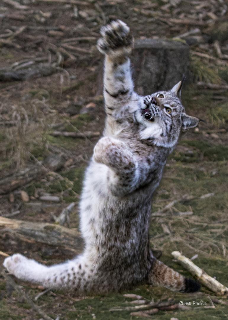 springender Luchs Foto & Bild | tiere, zoo, wildpark & falknerei ...