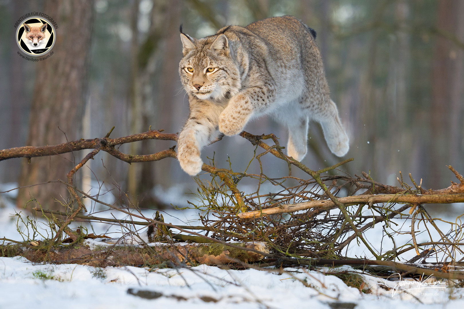 Springender Luchs Foto & Bild | natur, katze, katzen Bilder auf ...