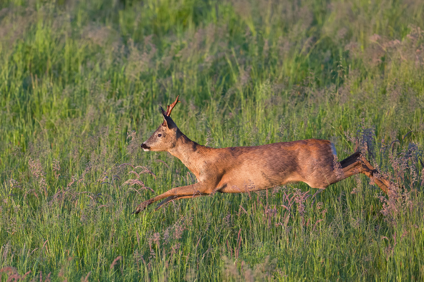 Springender Rehbock. Foto & Bild | tiere, wildlife, säugetiere Bilder ...
