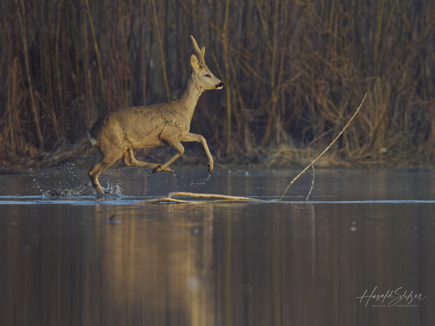 Springender Rehbock Foto & Bild | fotos, wasser, natur Bilder auf ...