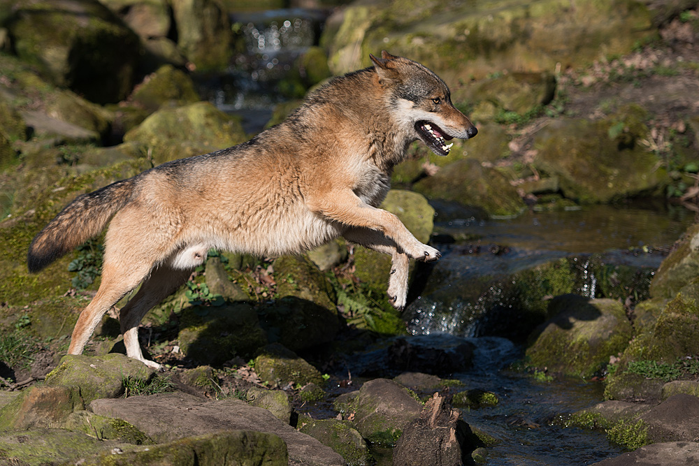 Springender Wolf Foto & Bild | tiere, zoo, wildpark & falknerei ...