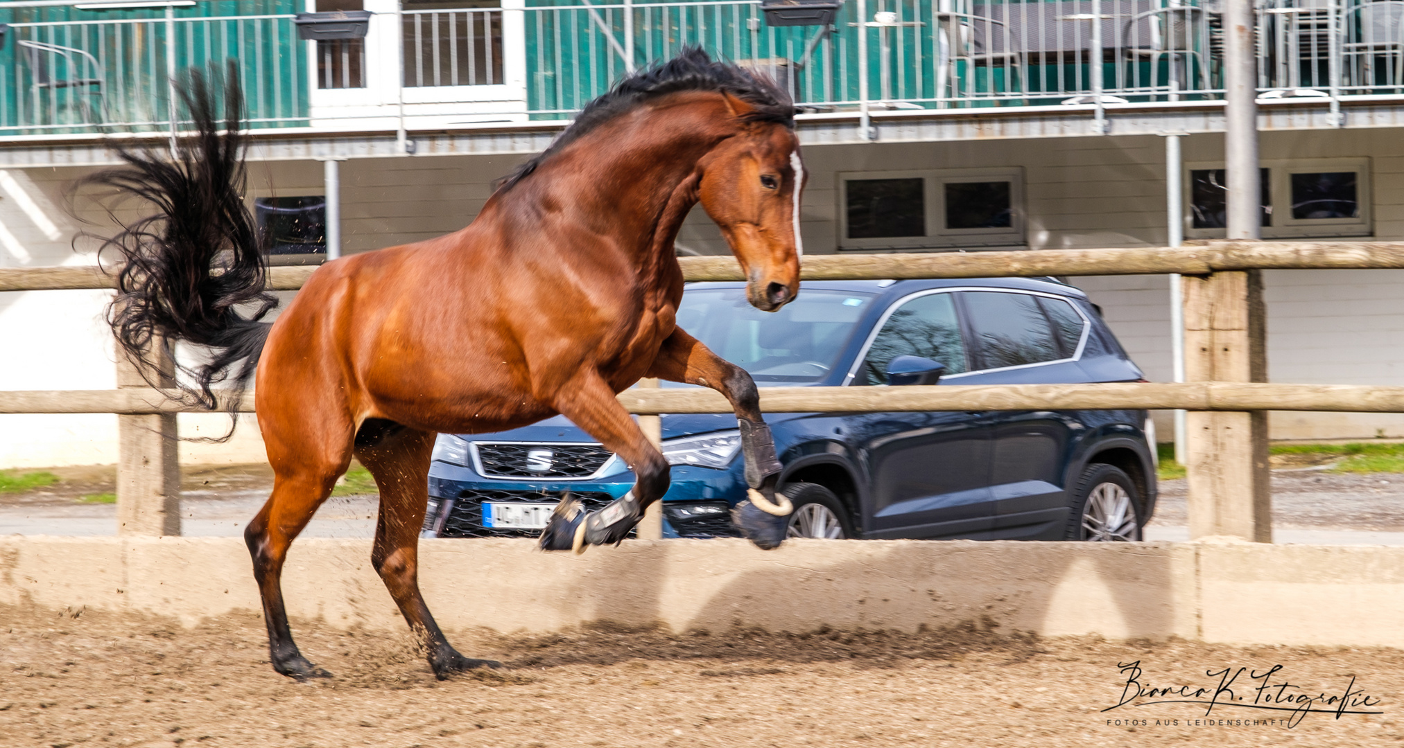 springendes Pferd Foto & Bild | tiere, horse, pferd Bilder auf ...