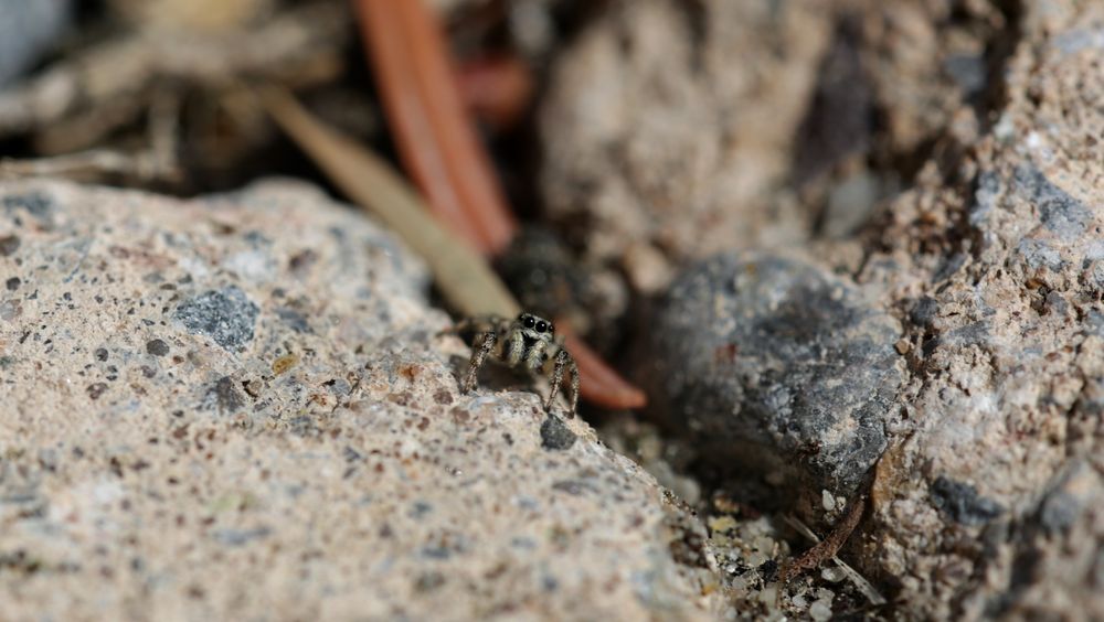 Springer Foto & Bild | tiere, wildlife, spinnen Bilder auf fotocommunity