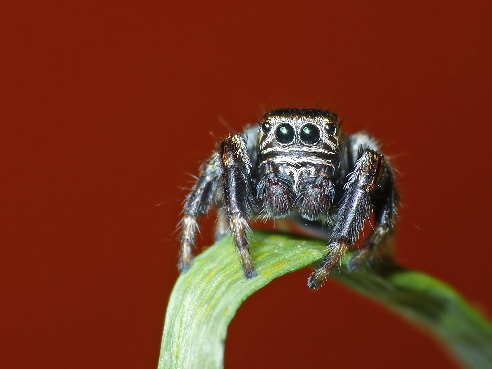 Springer Foto & Bild | tiere, wildlife, spinnen Bilder auf fotocommunity