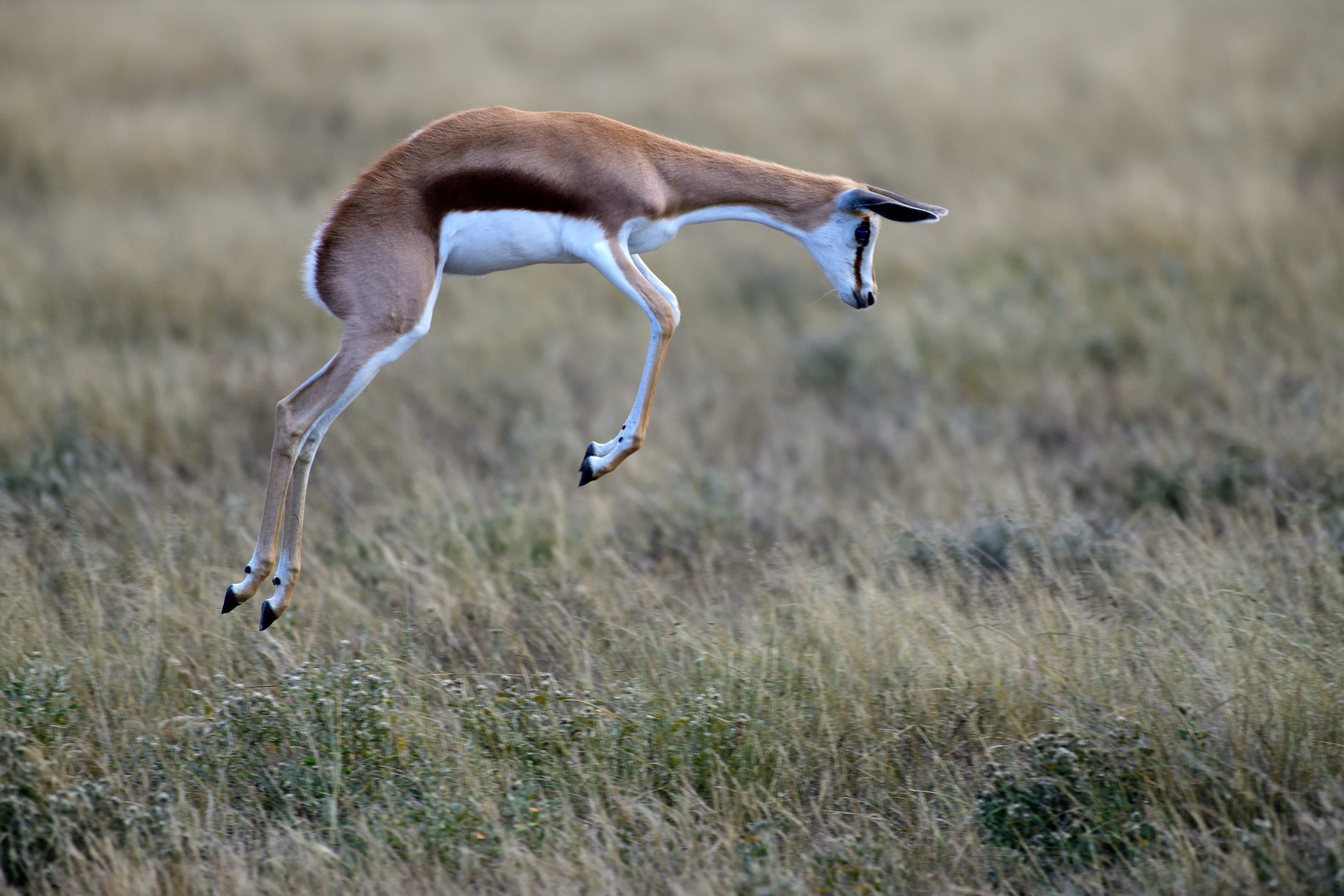 Springing springbok Foto & Bild | africa, southern africa, tiere Bilder ...