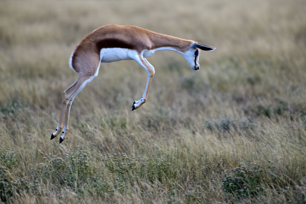 Springing springbok Foto & Bild | africa, southern africa, tiere Bilder ...
