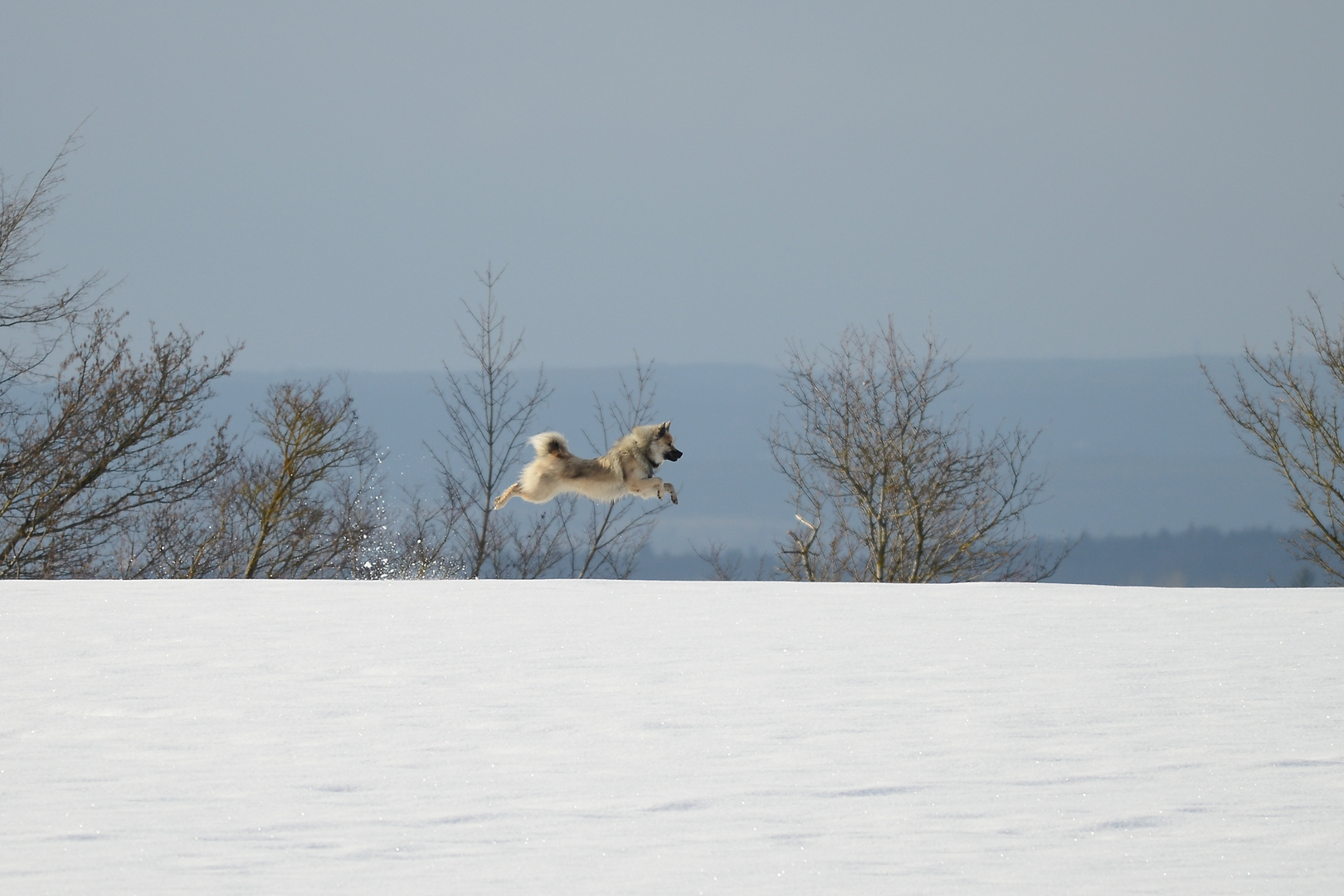 Springmaus Foto & Bild | tiere, haustiere, hunde Bilder auf fotocommunity