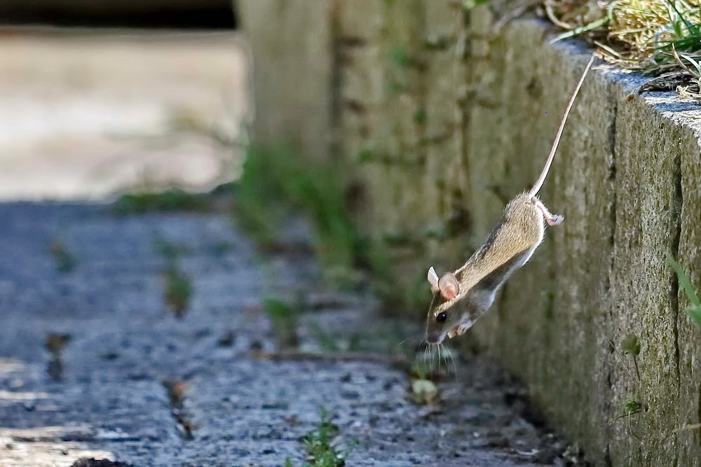 Springmaus Foto & Bild | säugetiere, wald, nager Bilder auf fotocommunity