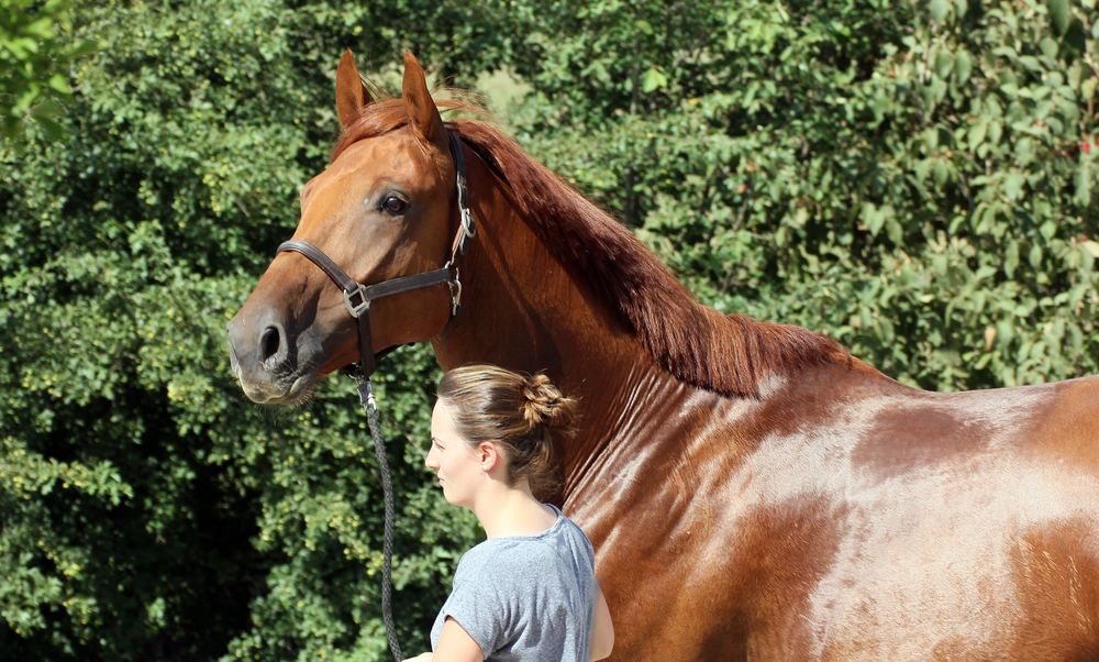 Springpferd Foto & Bild | tiere, haustiere, pferde, esel, maultiere ...