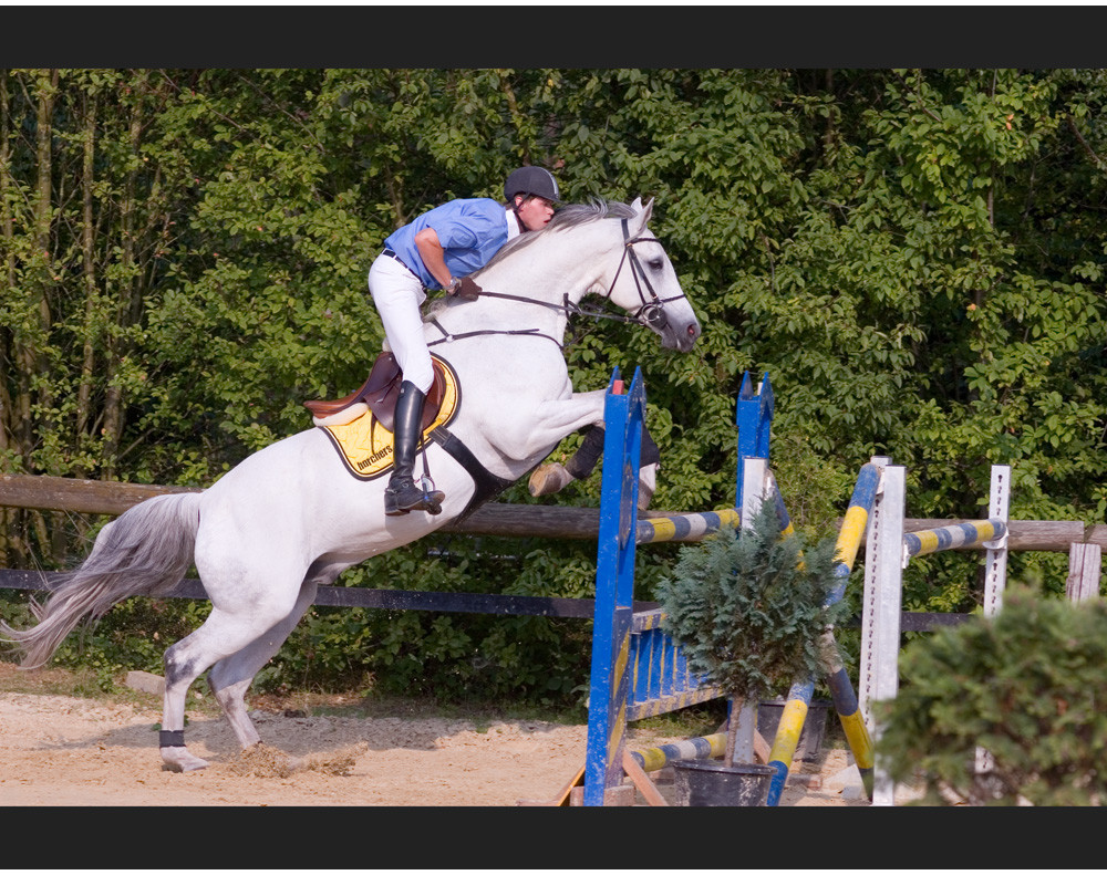 Springreiten 1 Foto & Bild | sport, sport mit tieren, pferdesport ...