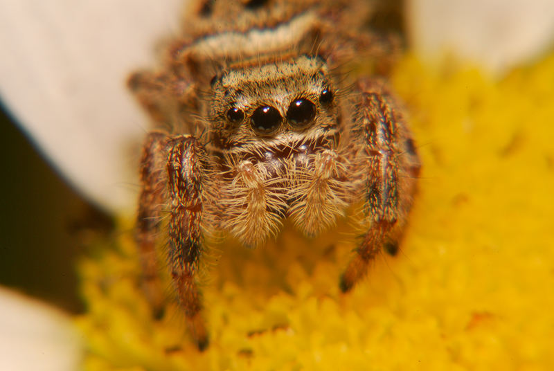 Springspinne Foto & Bild | tiere, wildlife, spinnen Bilder auf ...