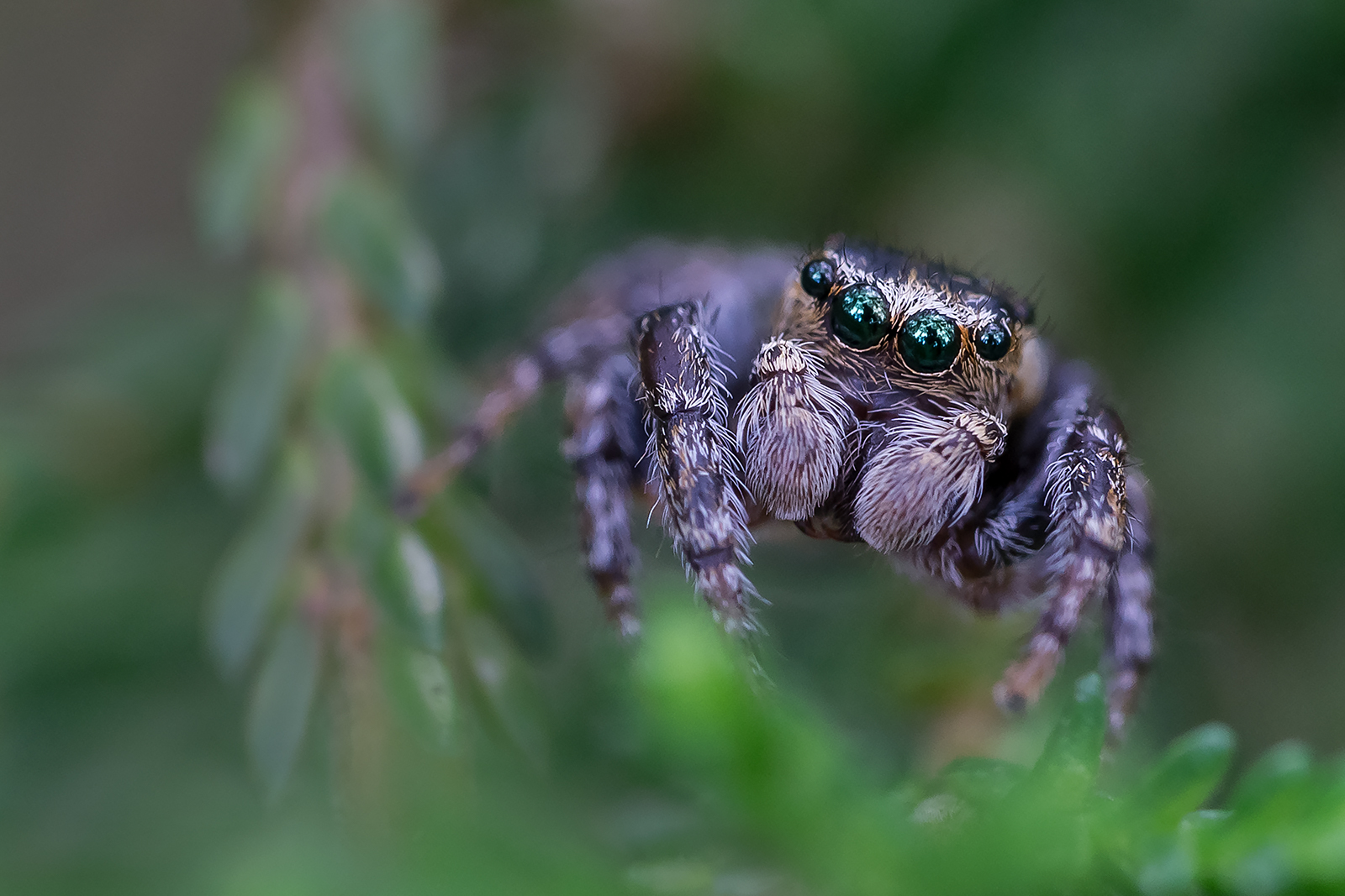 Springspinne Foto & Bild | natur, heide, evarcha falcata Bilder auf ...