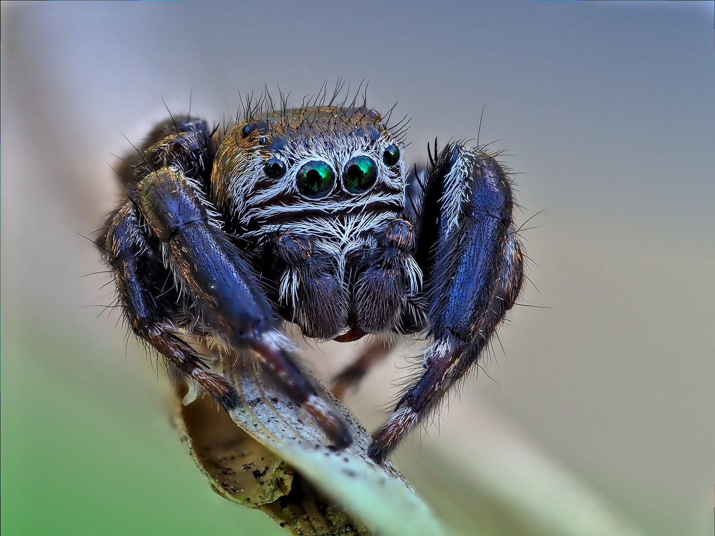 Springspinne Foto & Bild | tiere, wildlife, spinnen Bilder auf ...