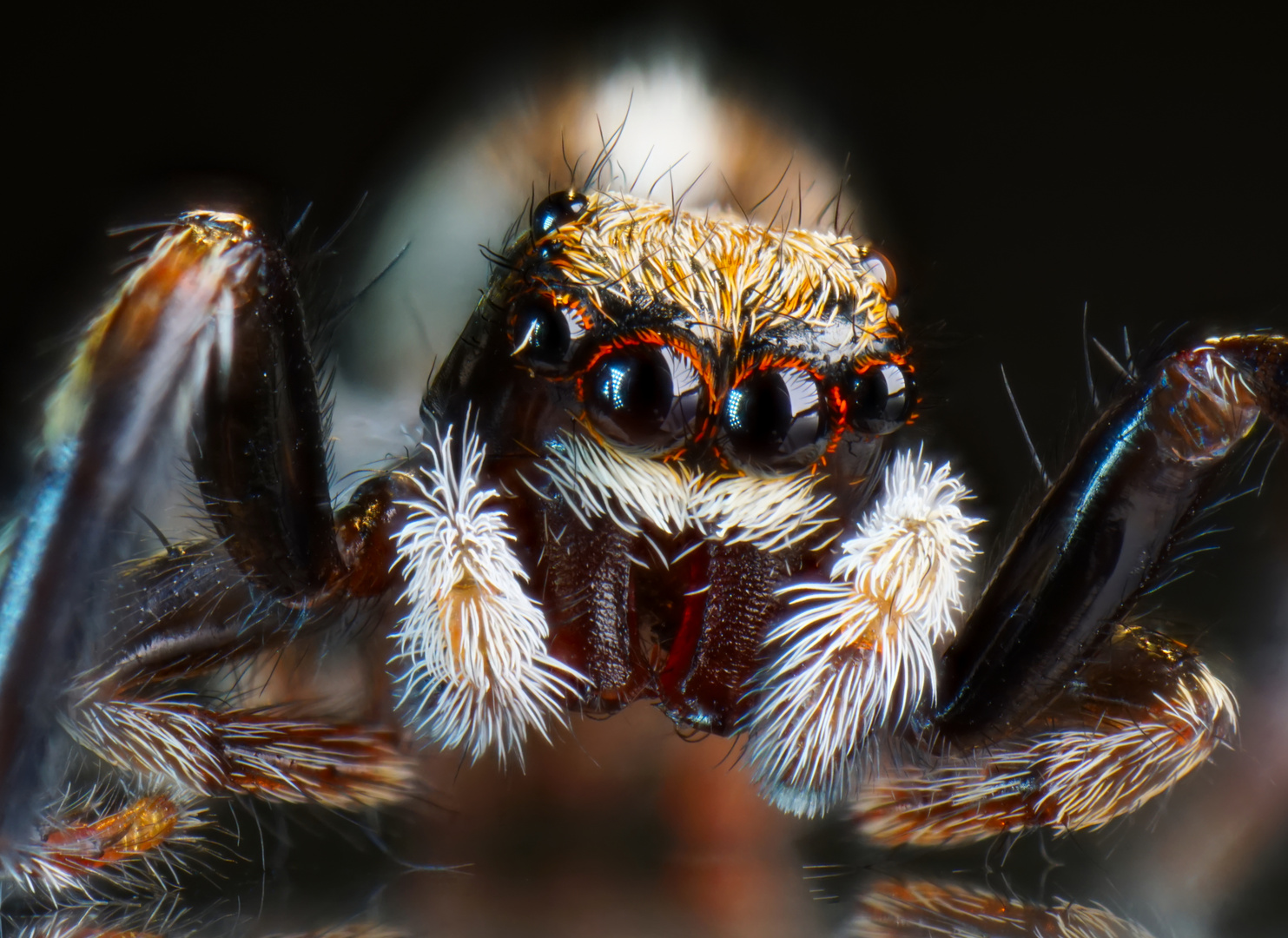 Springspinne 3 Foto & Bild | tiere, wildlife, insekten Bilder auf ...